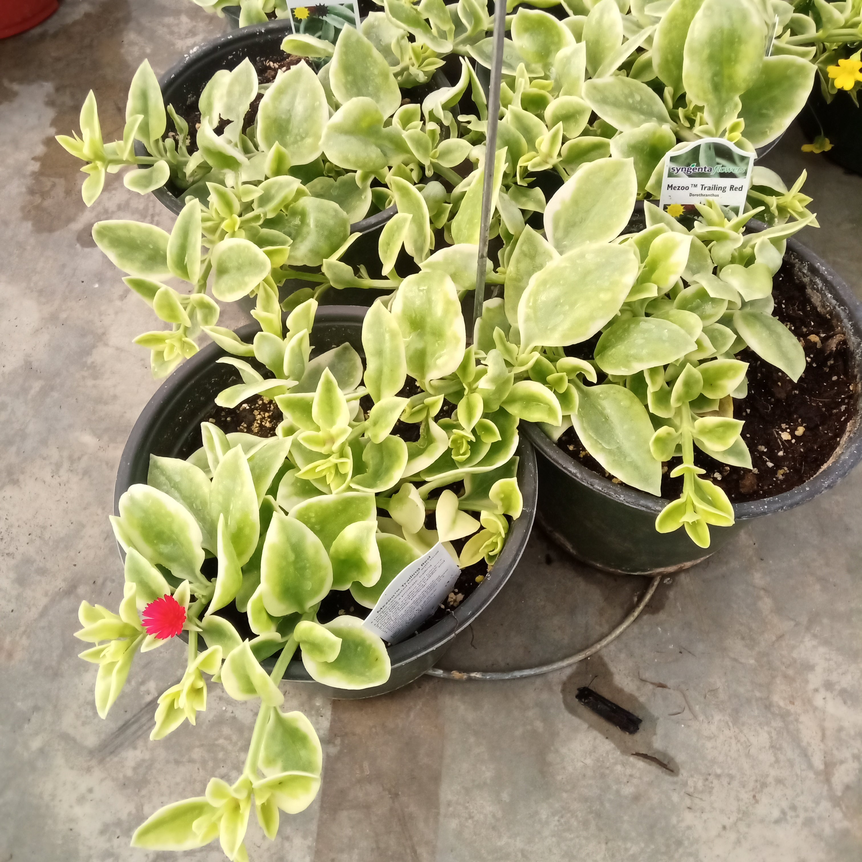 Dorotheanthus - Mezoo Trailing Red – Lakeside Greenhouse